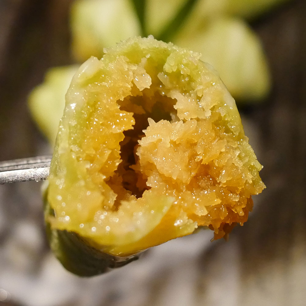 Zheng Chelsea Malaysian Halal Restaurant in knightsbridge - Feed the Lion