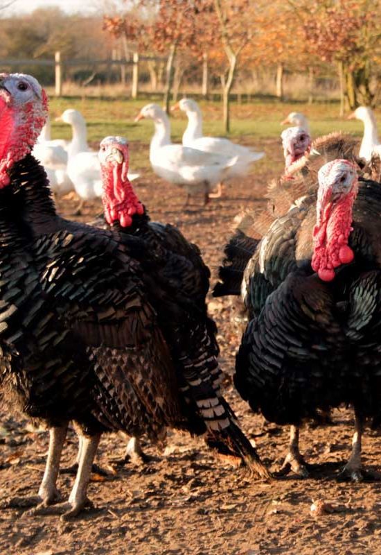 Organic & free range Halal turkeys delivered nationwide - Feed the Lion