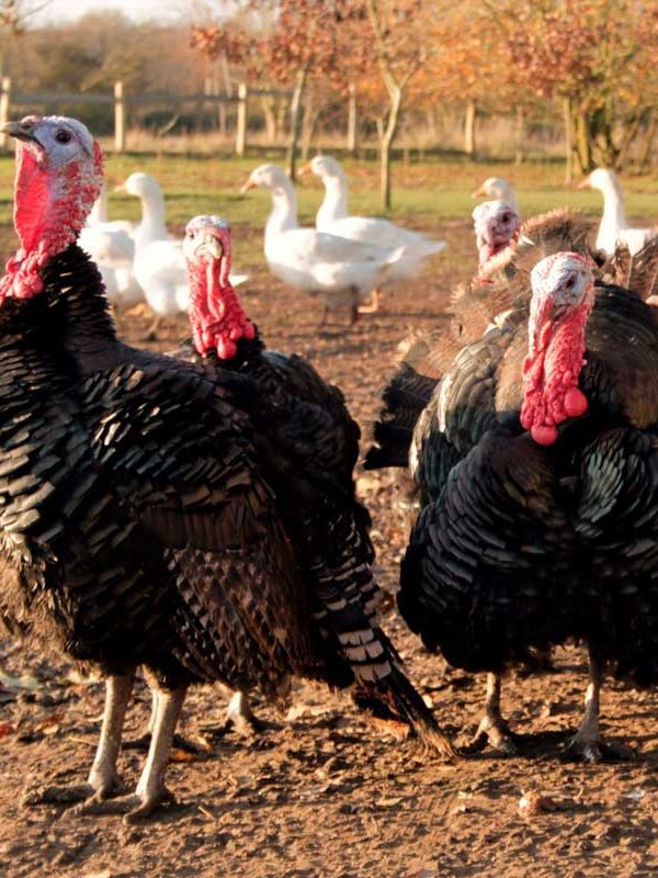 Organic & free range Halal turkeys delivered nationwide - Feed the Lion